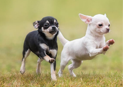 Phối giống chó Chihuahua