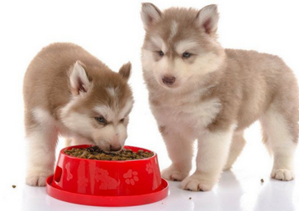 Thực đơn dinh dưỡng cho chó con một tháng tuổi